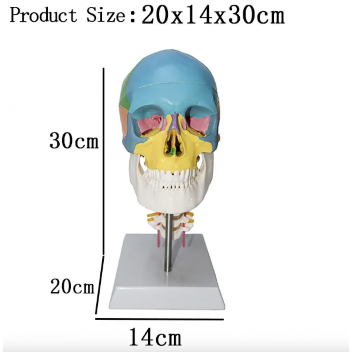 Skull With Cervical Anatomical Model (Life Size) - MYASKRO